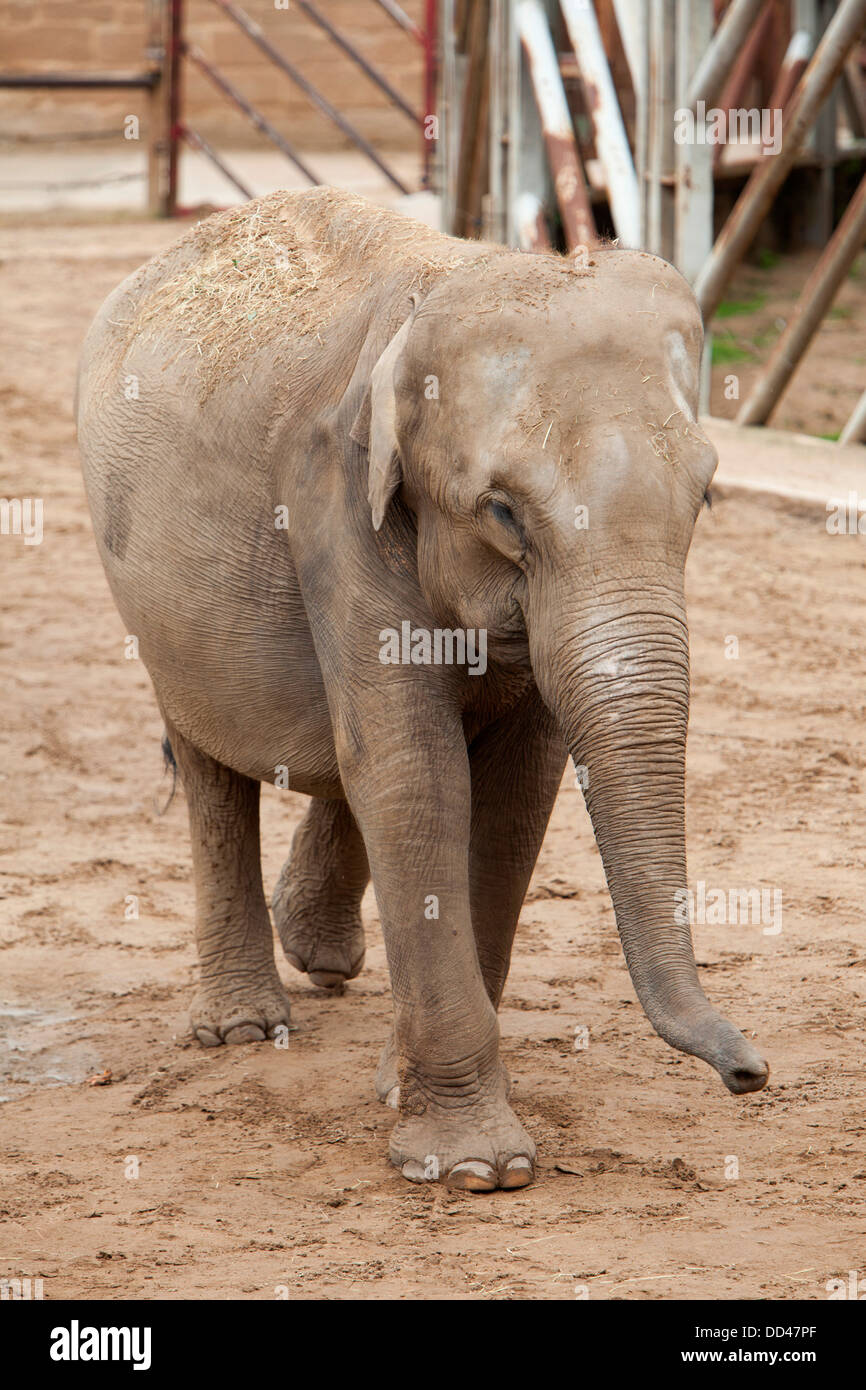 Asian Elephant Calf at Chester Zoo, Elephas maximus Stock Photo - Alamy