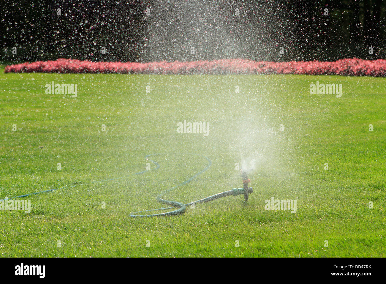 Water flower sprinkler hi-res stock photography and images - Alamy