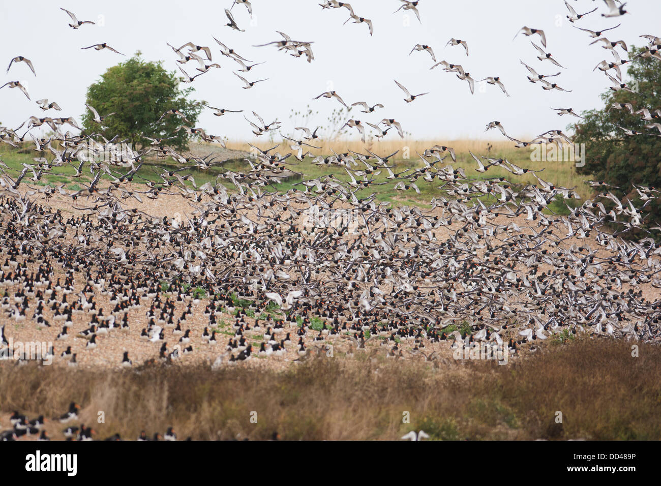 Roosting birds hi-res stock photography and images - Alamy