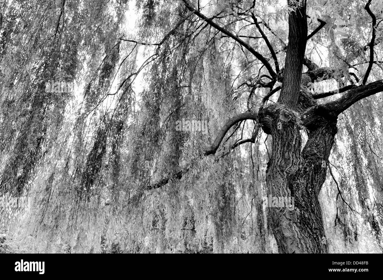 Monet tree hi-res stock photography and images - Alamy