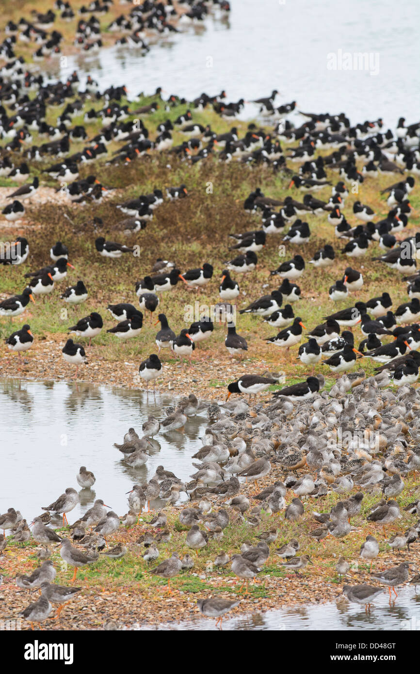 Roosting birds hi-res stock photography and images - Alamy