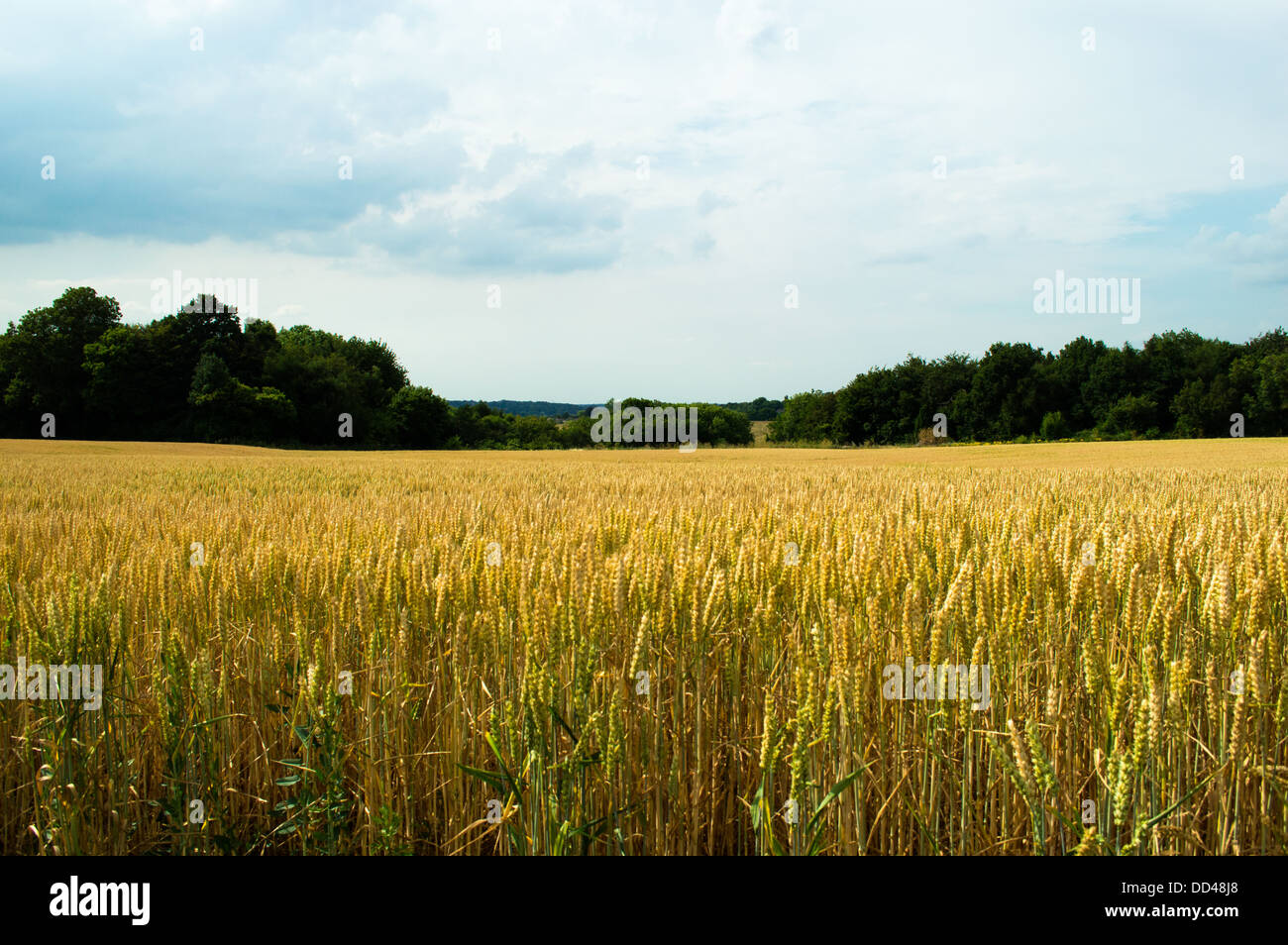 Wheat field uk hi-res stock photography and images - Alamy