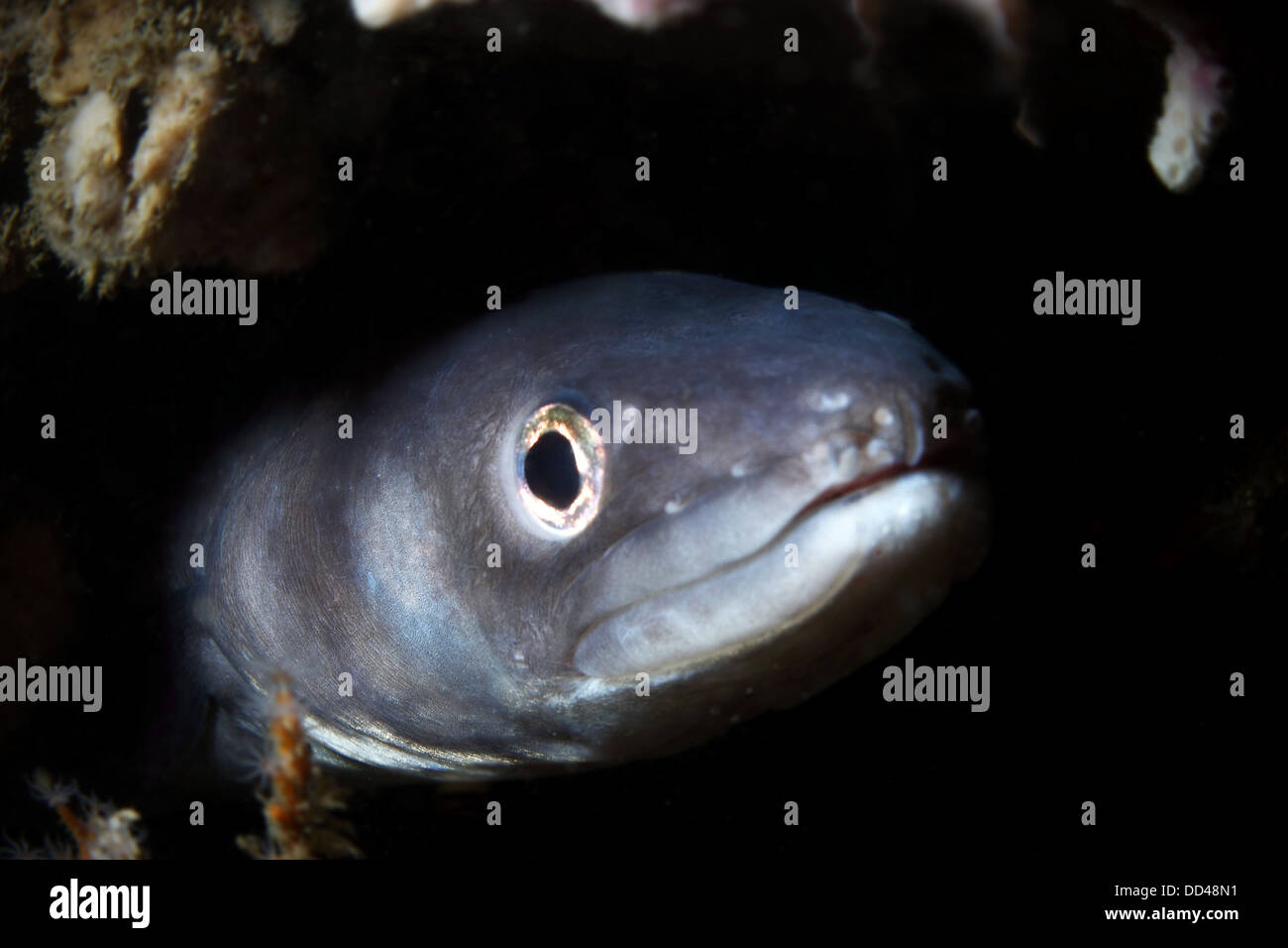 Conger eel hi-res stock photography and images - Alamy
