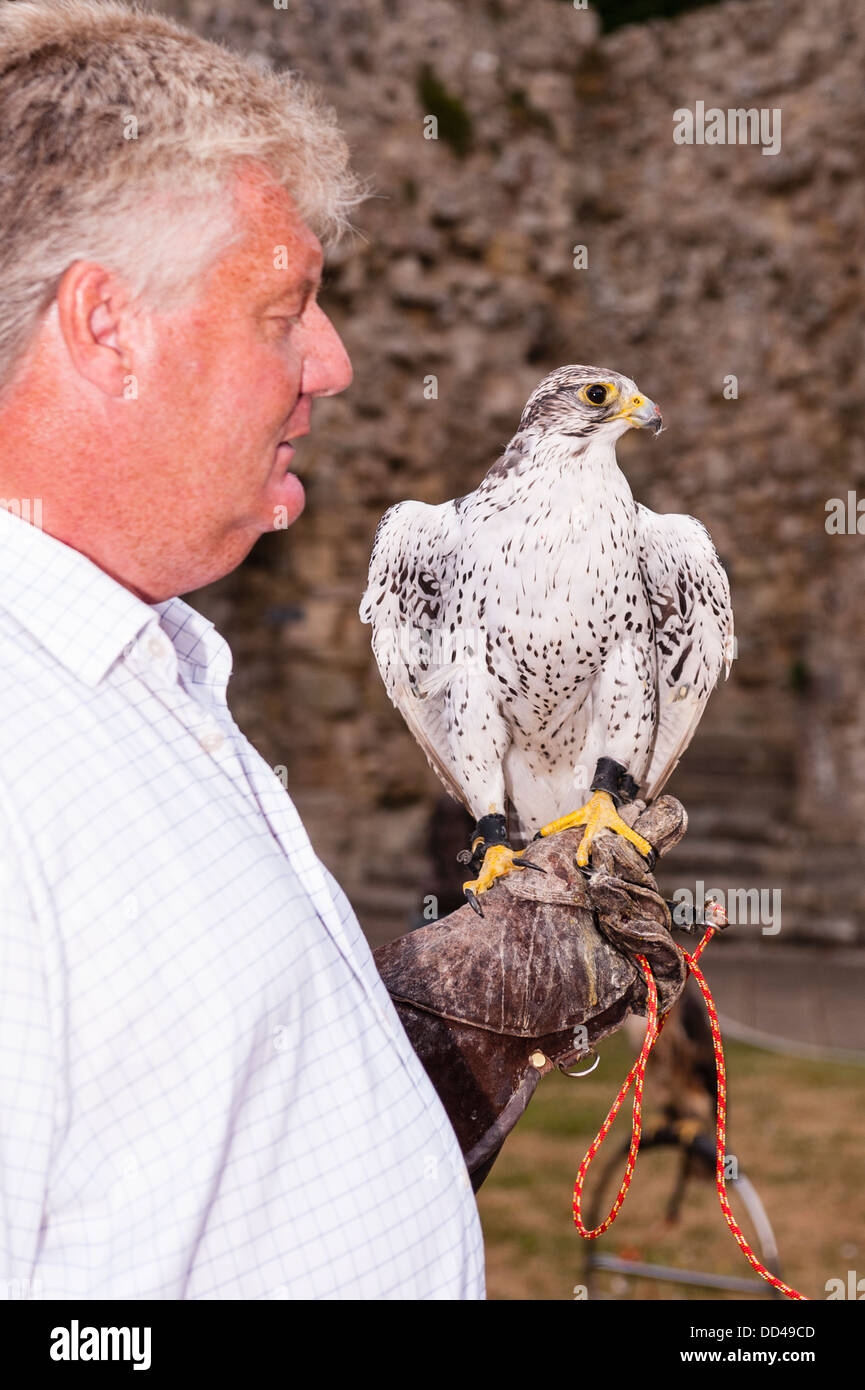 Falcon gyrfalcon falconer hi-res stock photography and images - Alamy
