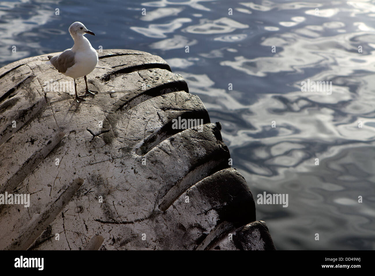 Atlantic gull hi-res stock photography and images - Alamy