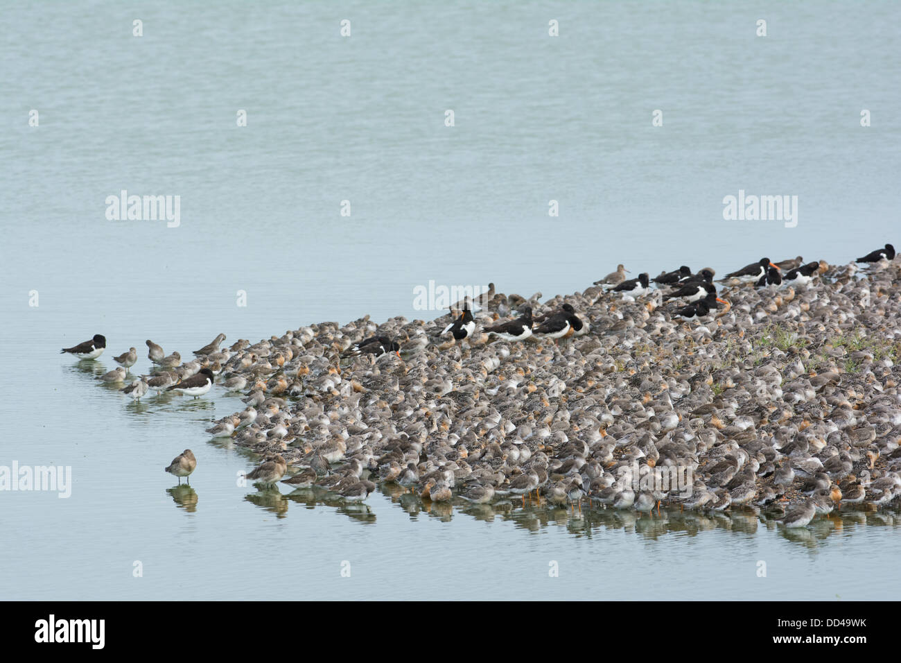 Roosting birds hi-res stock photography and images - Alamy