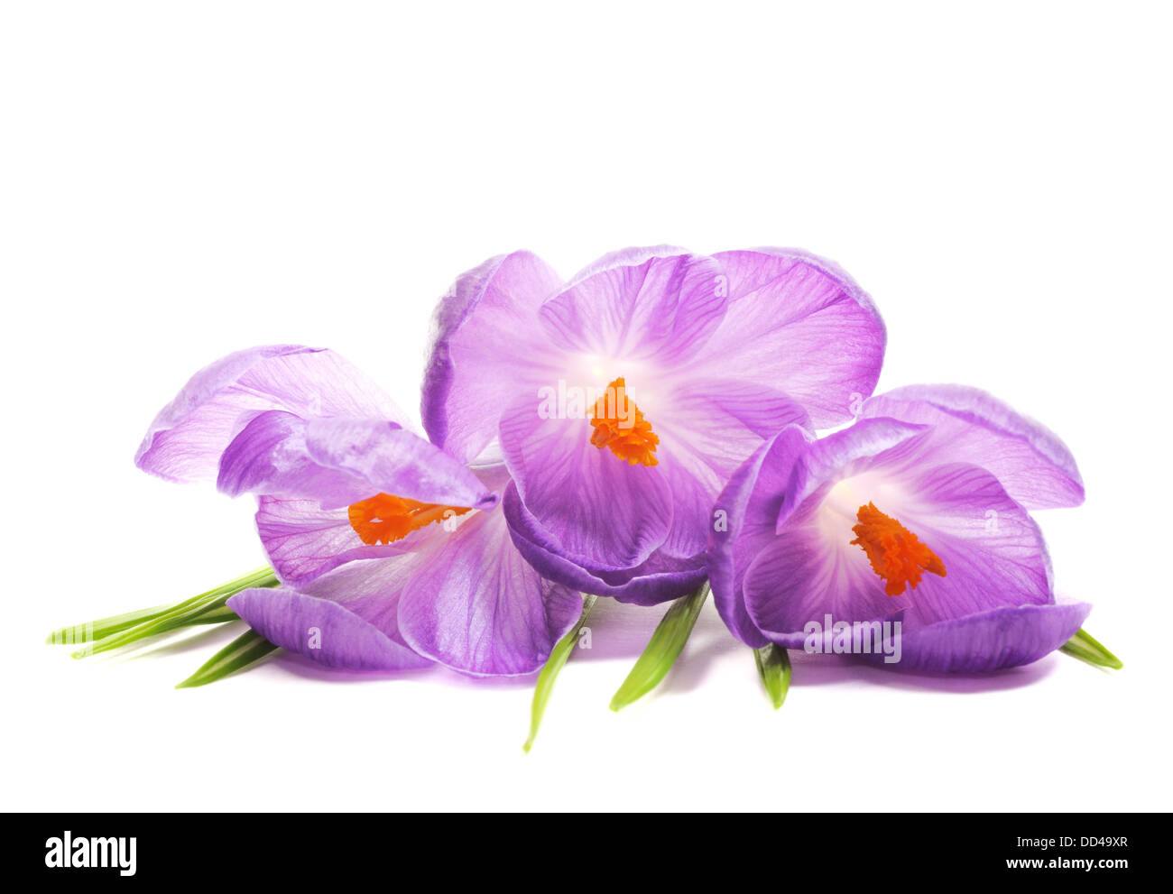 Spring time tree white Cut Out Stock Images & Pictures - Alamy