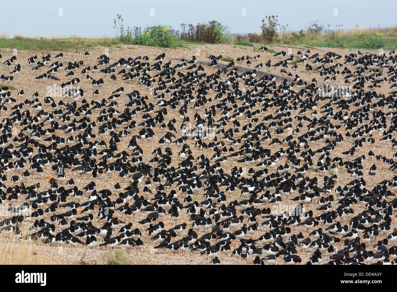 Roosting birds hi-res stock photography and images - Alamy