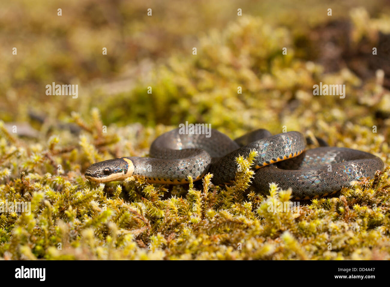 Southern ring necked snake hi-res stock photography and images - Alamy