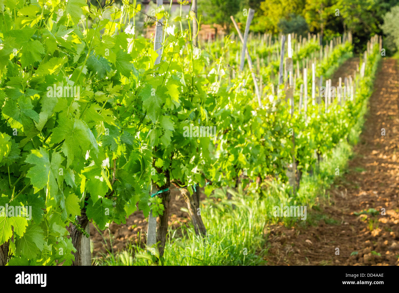Fields of grapes in the summer, Tuscany Stock Photo - Alamy