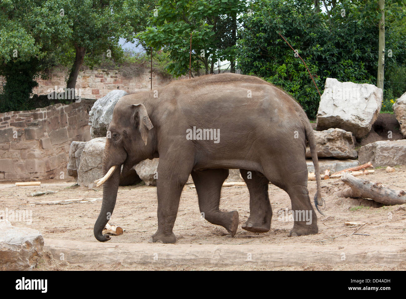 Chester Zoo And Elephant Stock Photos & Chester Zoo And Elephant Stock ...