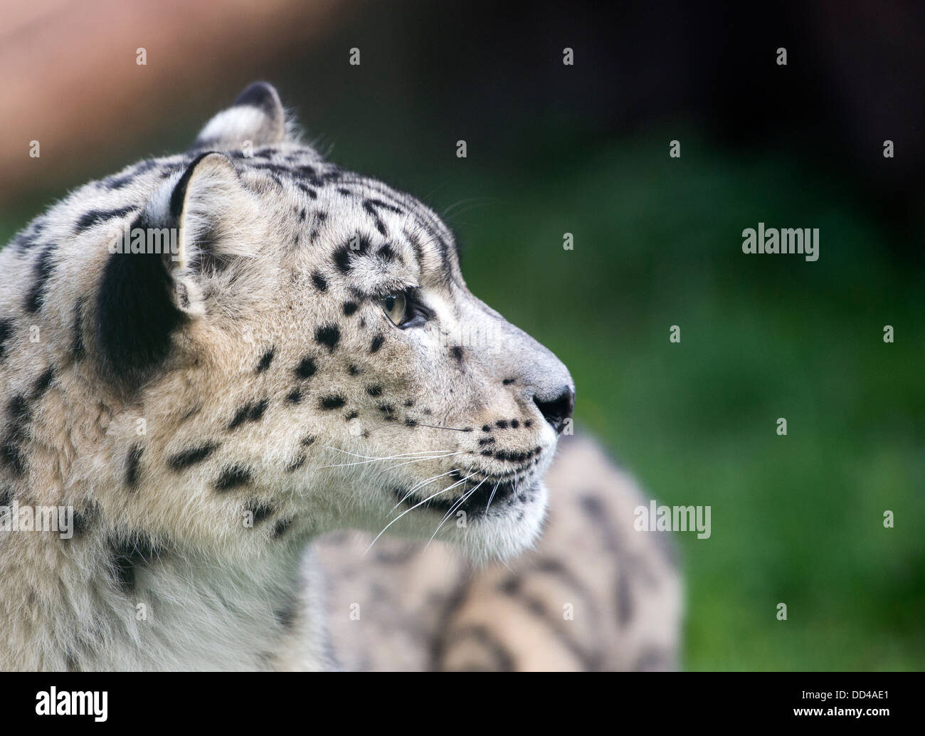 Snow leopard (profile Stock Photo - Alamy
