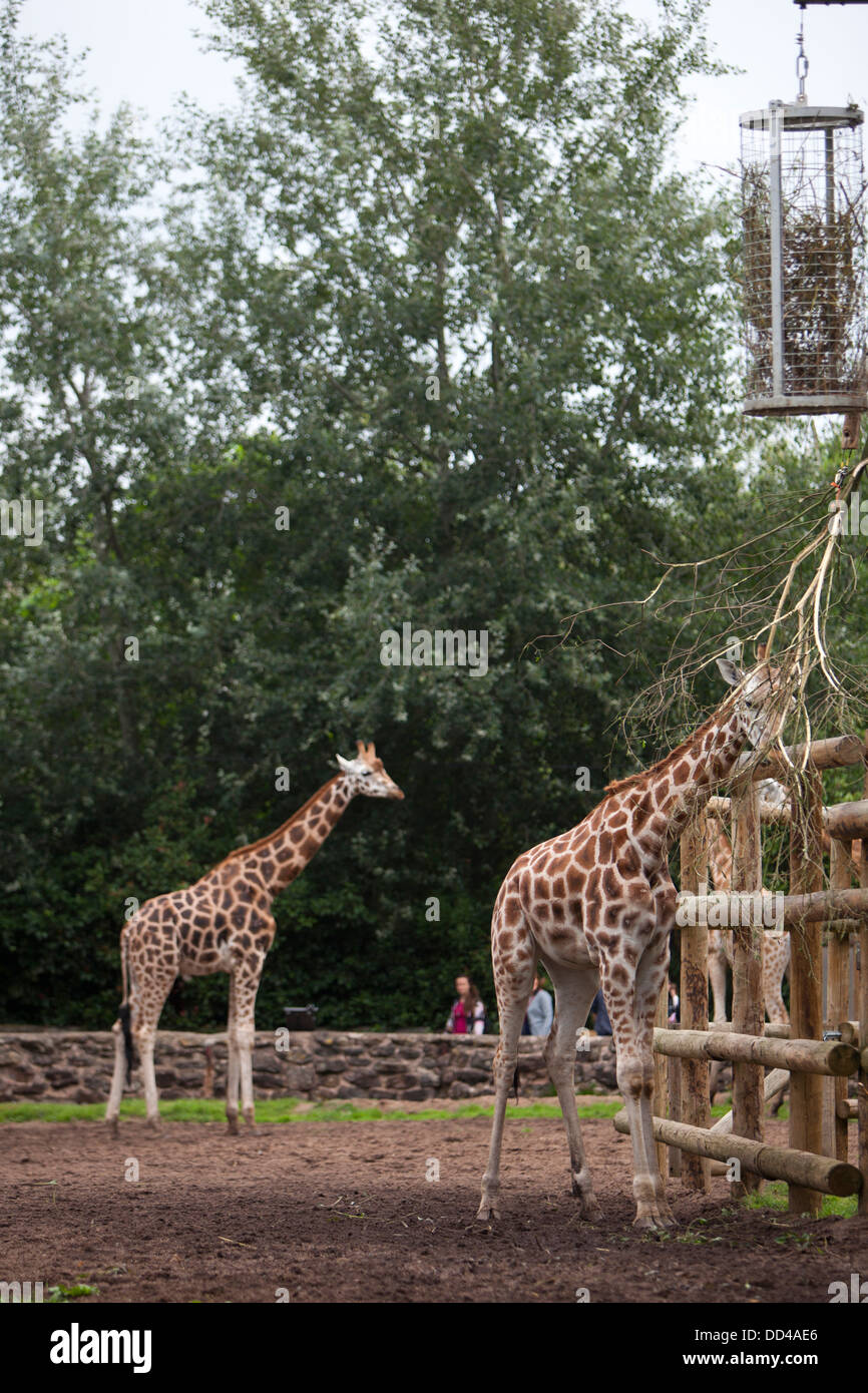 Giraffe (Giraffa camelopardalis) at Chester Zoo Stock Photo - Alamy