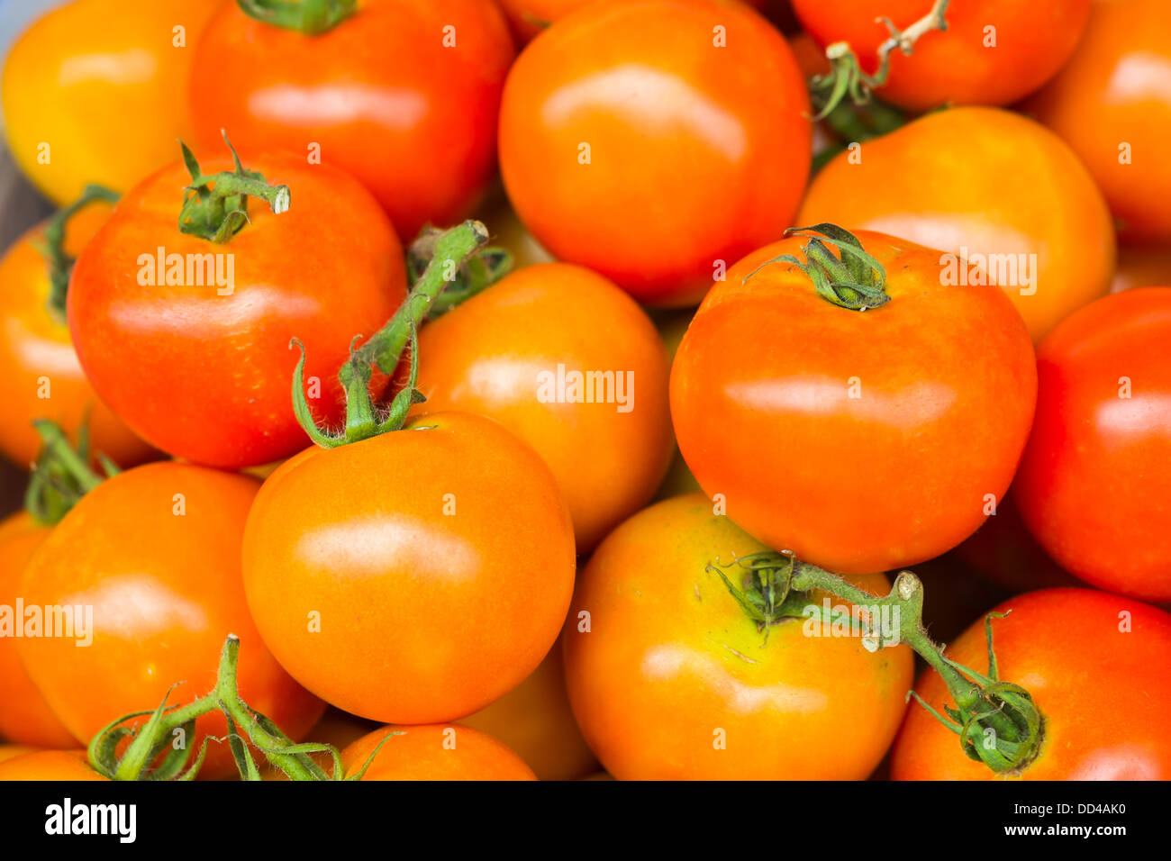 Many red tomatoes fresh from the farm Stock Photo - Alamy