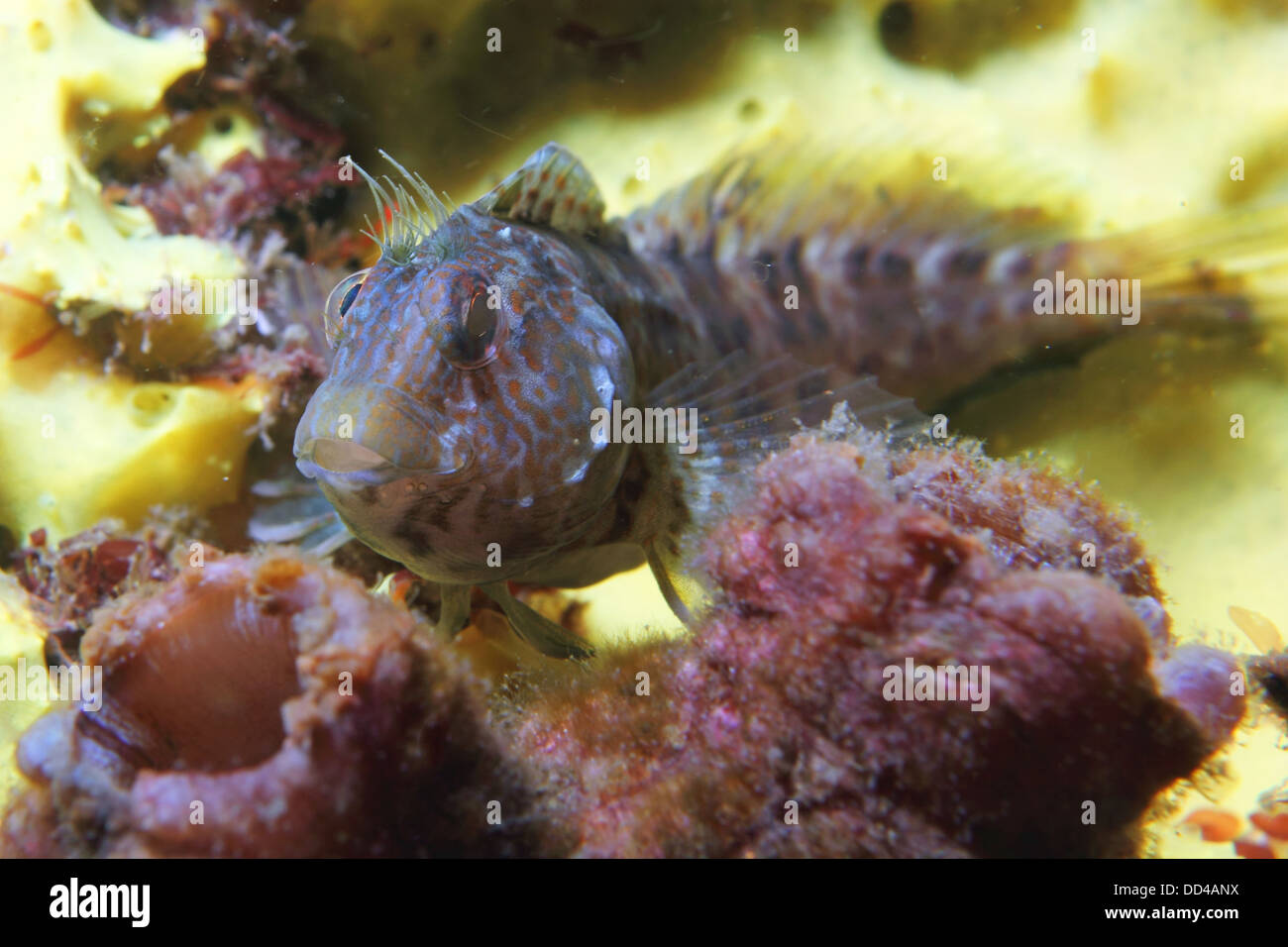 Blenny fish hi-res stock photography and images - Alamy