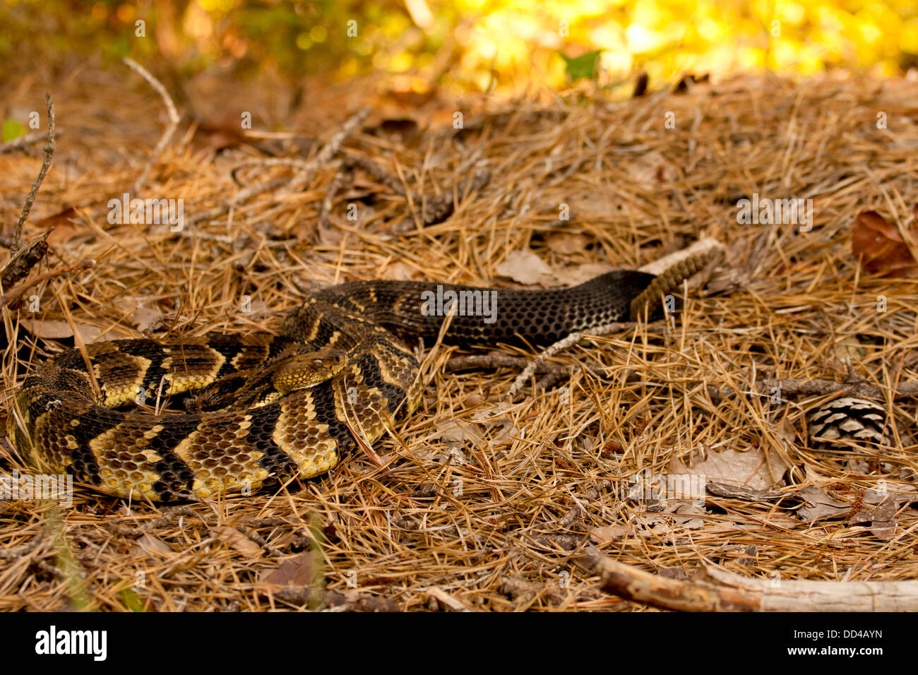 Full body gravid female timber rattlesnake - Crotalus horridus Stock ...