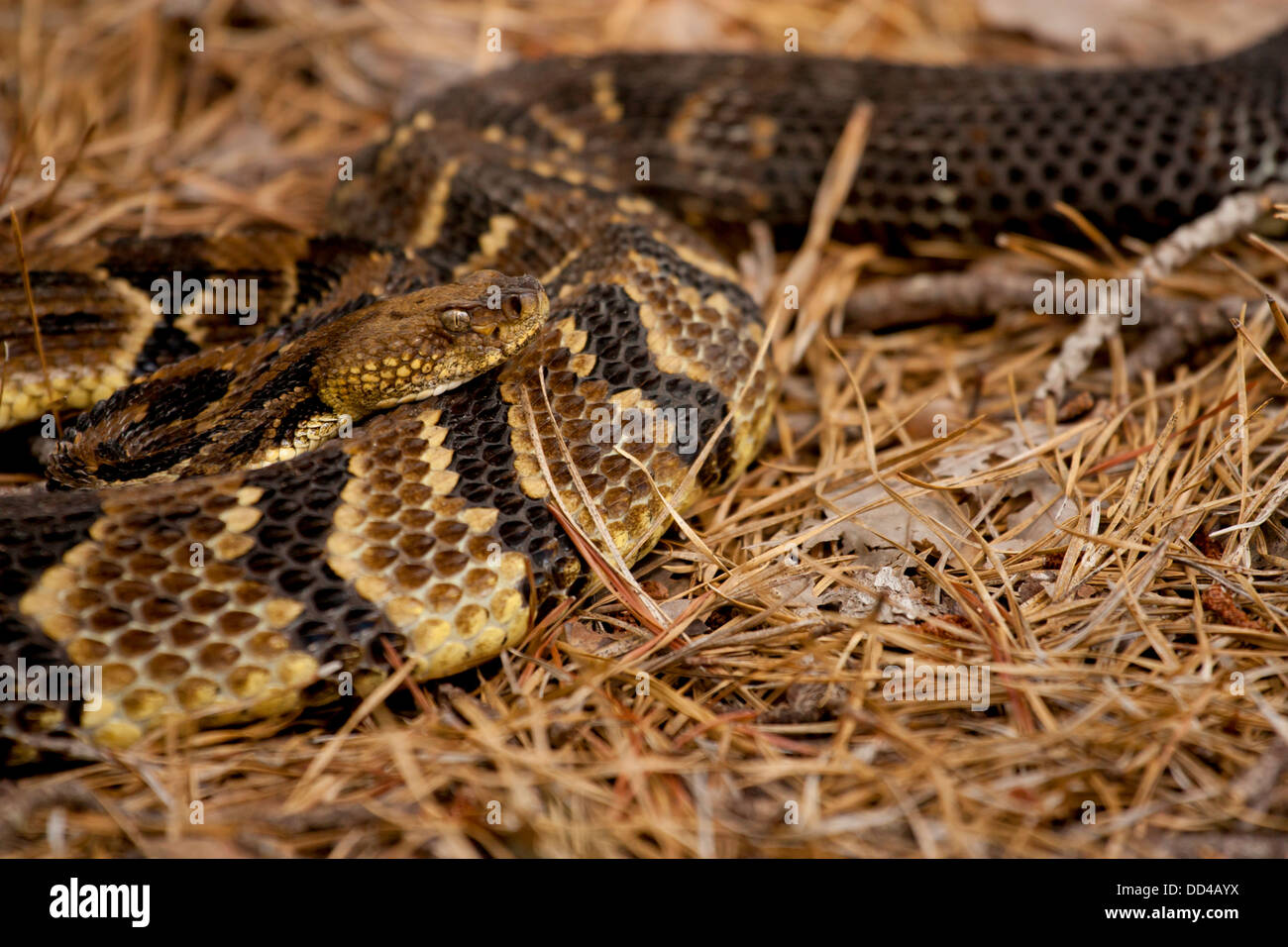 Gravid female timber rattlesnake - Crotalus horridus Stock Photo - Alamy