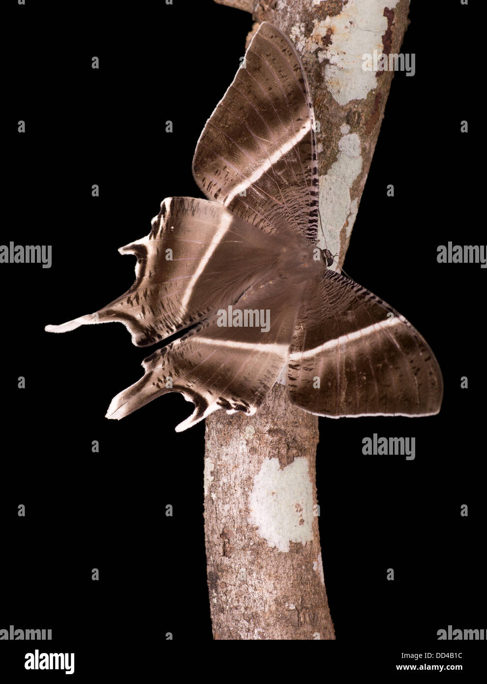 Tropical Swallowtail Moth Stock Photo - Alamy