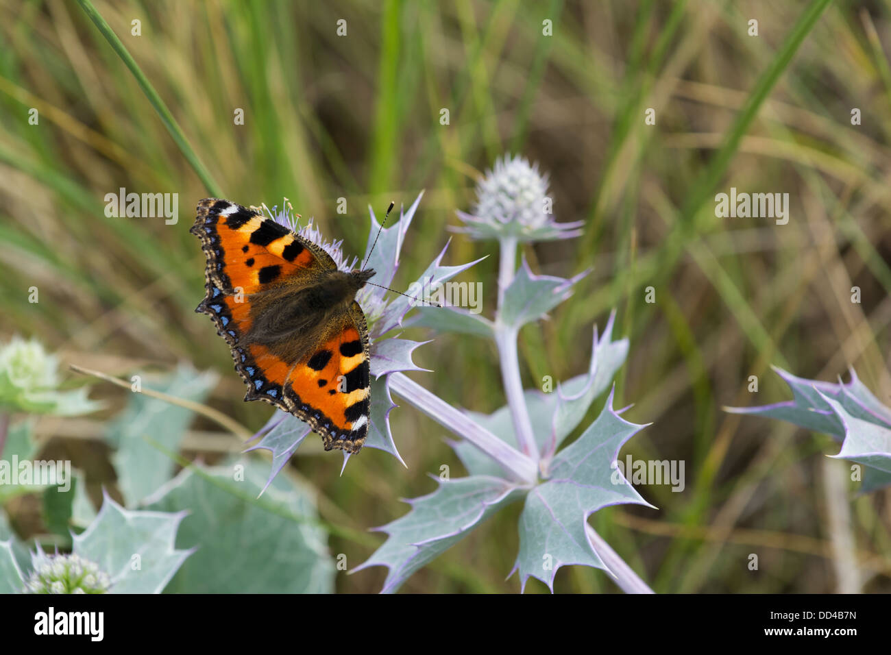 Coastal butterflies hi-res stock photography and images - Alamy