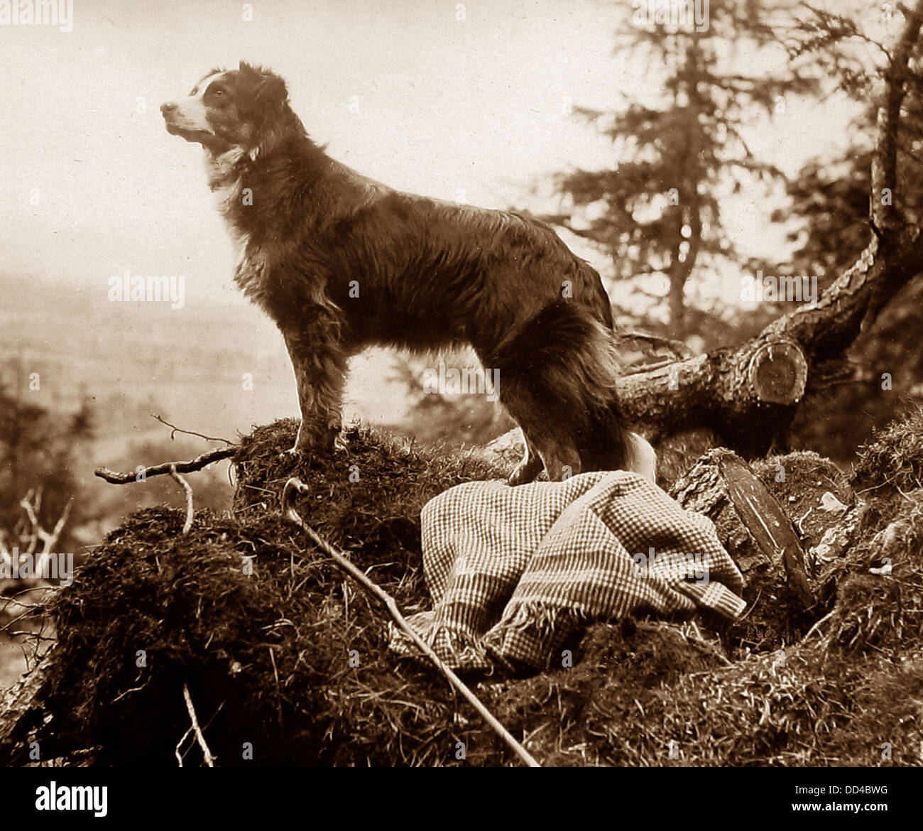 Collie Dog Victorian period Stock Photo - Alamy