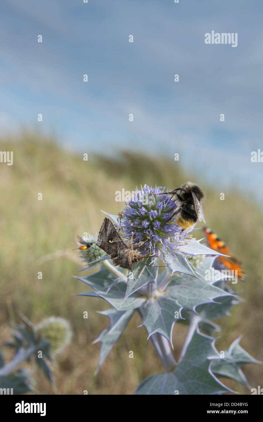 Coastal insects hi-res stock photography and images - Alamy