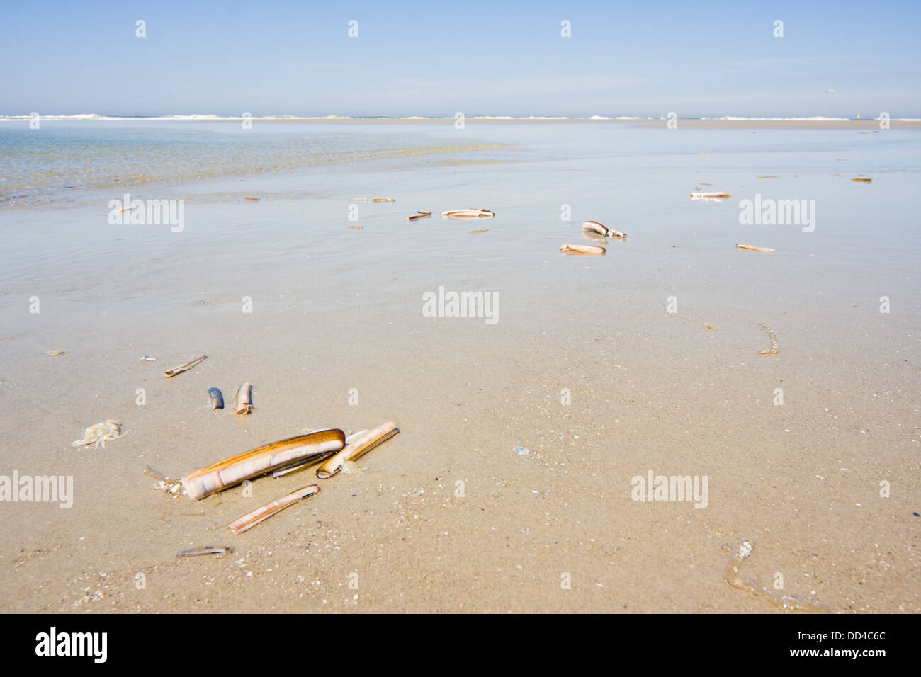 Pod razor shells on a beach Stock Photo - Alamy