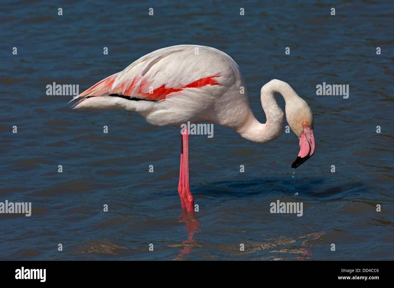 Greater Flamingo (Phoenicopterus roseus) foraging in a lake, Camargue ...