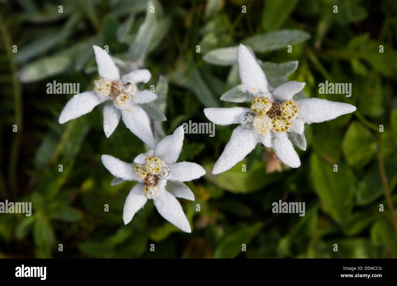 Photos Of Edelweiss Flowers at Ester Gordan blog