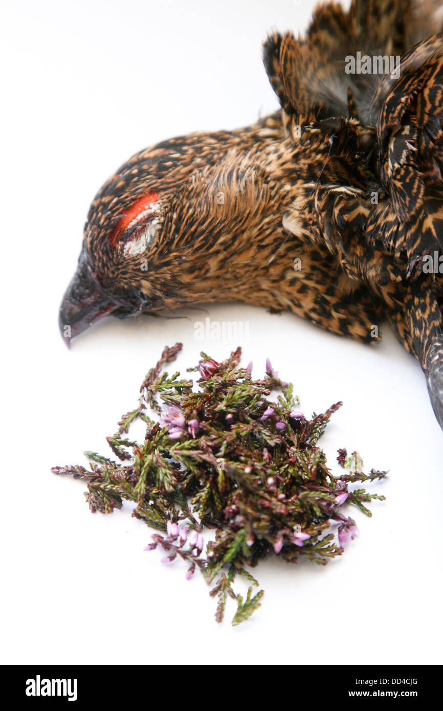 Shot Red Grouse with crop opened to reveal the young heather shoots and ...