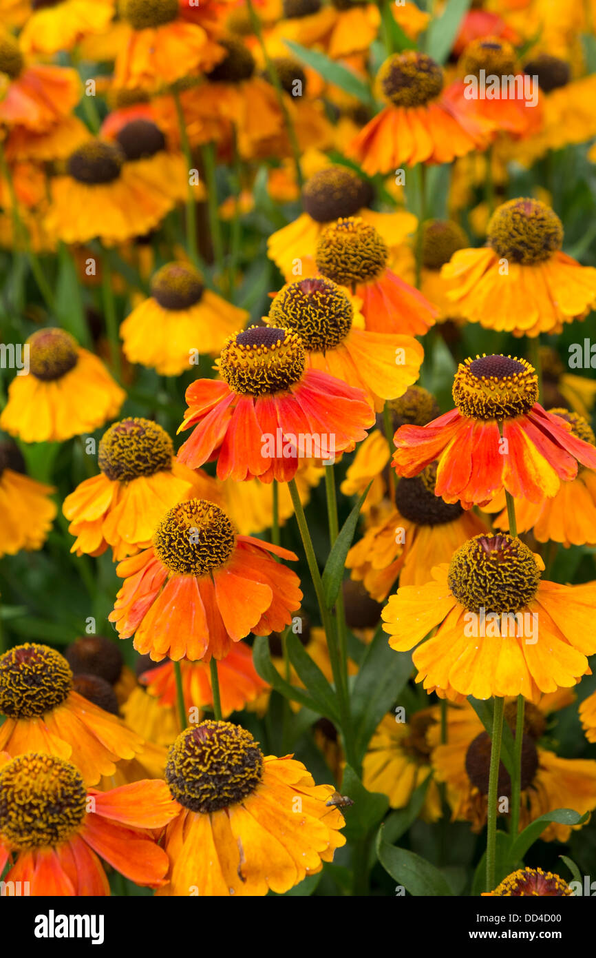 Heleniums in flower Stock Photo - Alamy