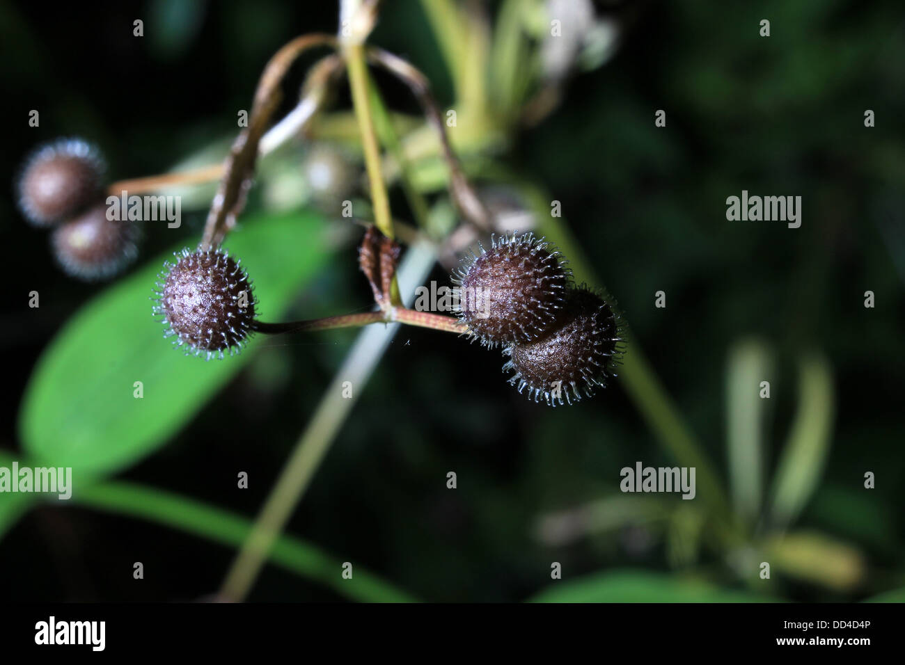 Goosegrass hi-res stock photography and images - Alamy