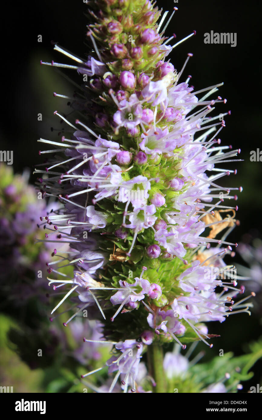 Mentha flowers hi-res stock photography and images - Alamy