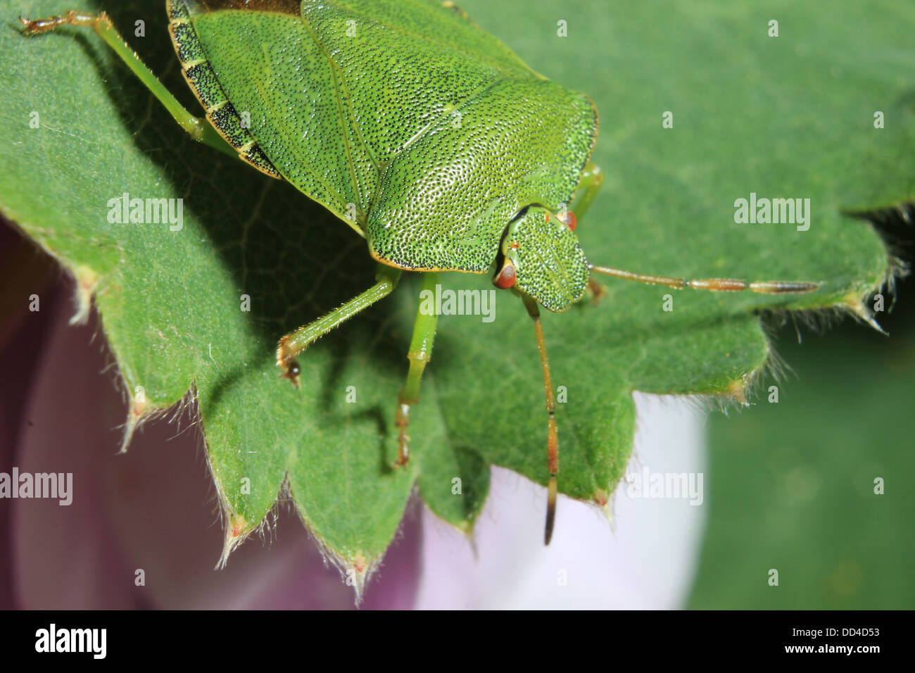 Adult common green shield bug Stock Photo - Alamy