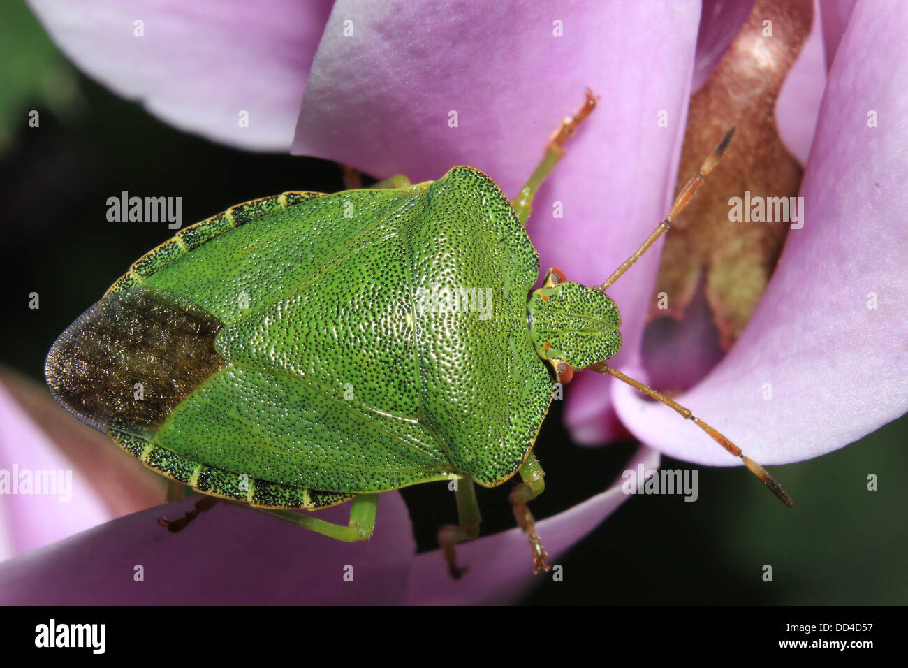 Adult common green shield bug Stock Photo - Alamy