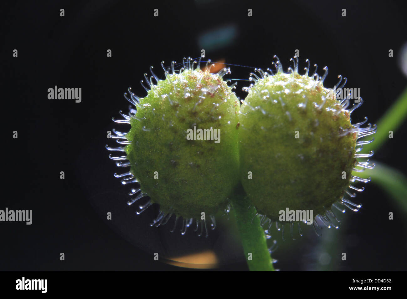 Cleavers galium aparine seeds hi-res stock photography and images - Alamy