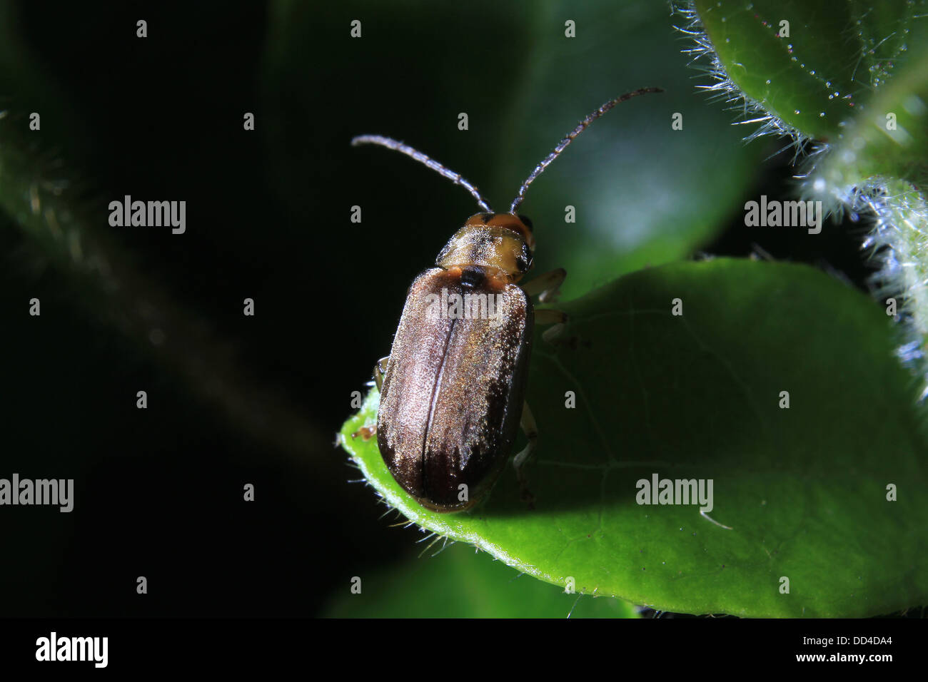 Viburnum leaf beetle Pyrrhalta viburni Stock Photo - Alamy
