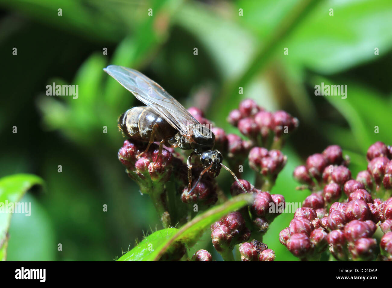 Flying ant queen hi-res stock photography and images - Alamy