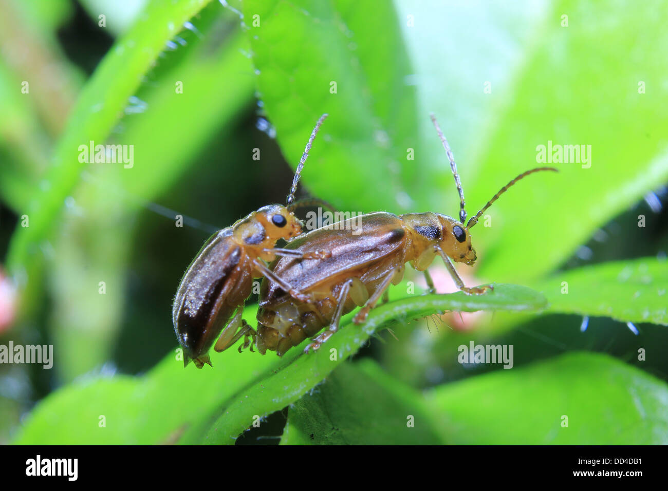 Viburnum beetle hi-res stock photography and images - Alamy