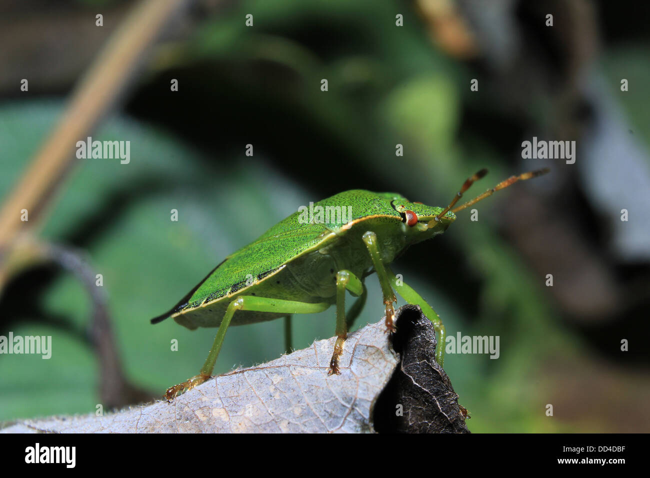 Adult common green shield bug Stock Photo - Alamy