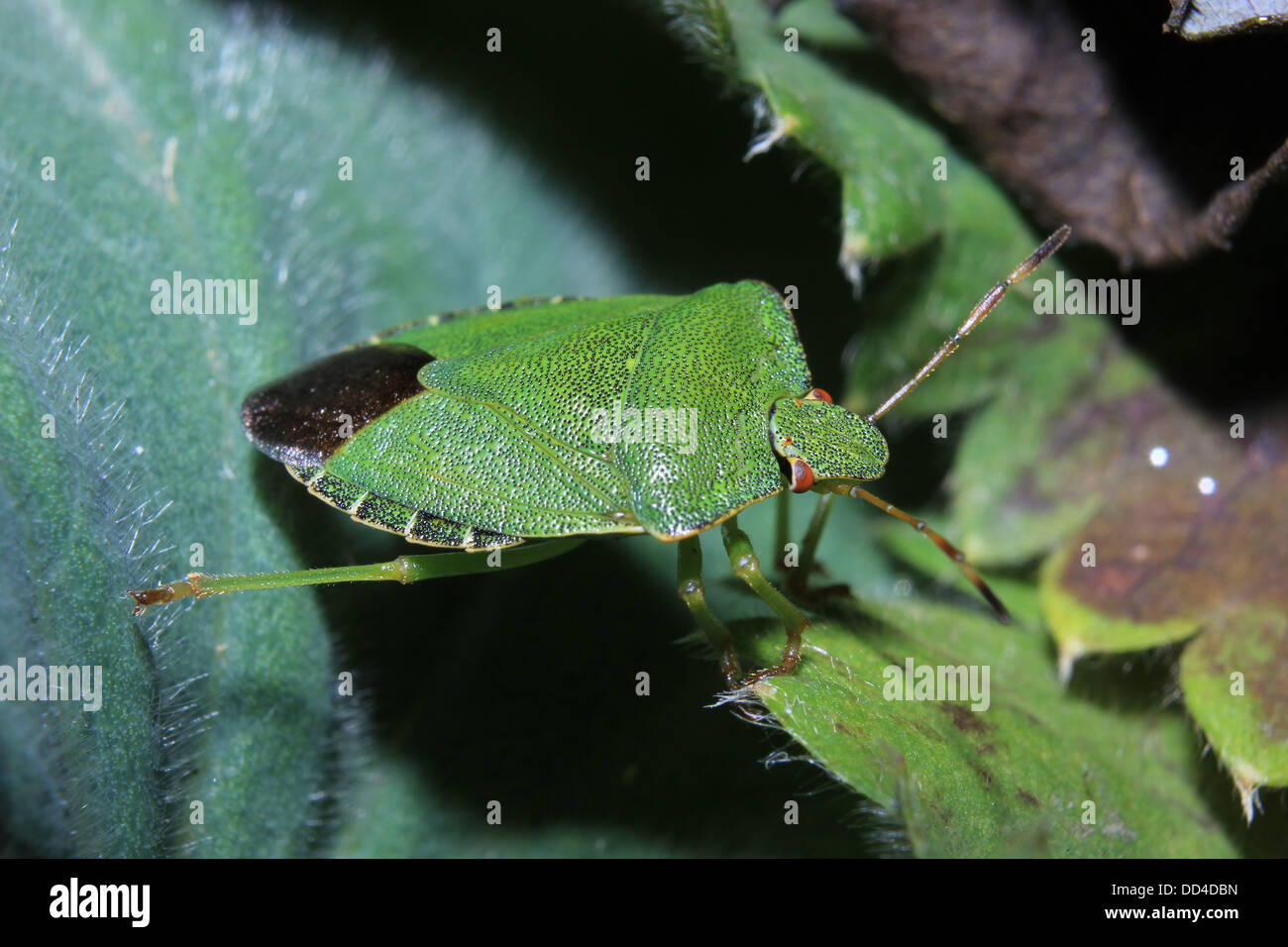 Green shield bug hi-res stock photography and images - Alamy