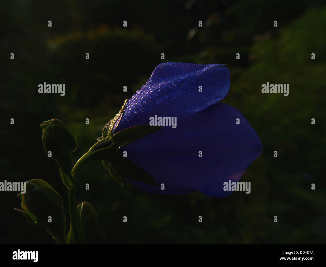 Bell flower hi-res stock photography and images - Alamy