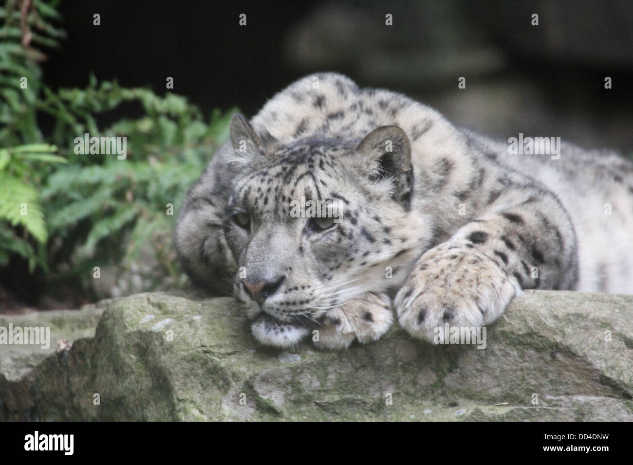 Snow leopard tail mouth hi-res stock photography and images - Alamy
