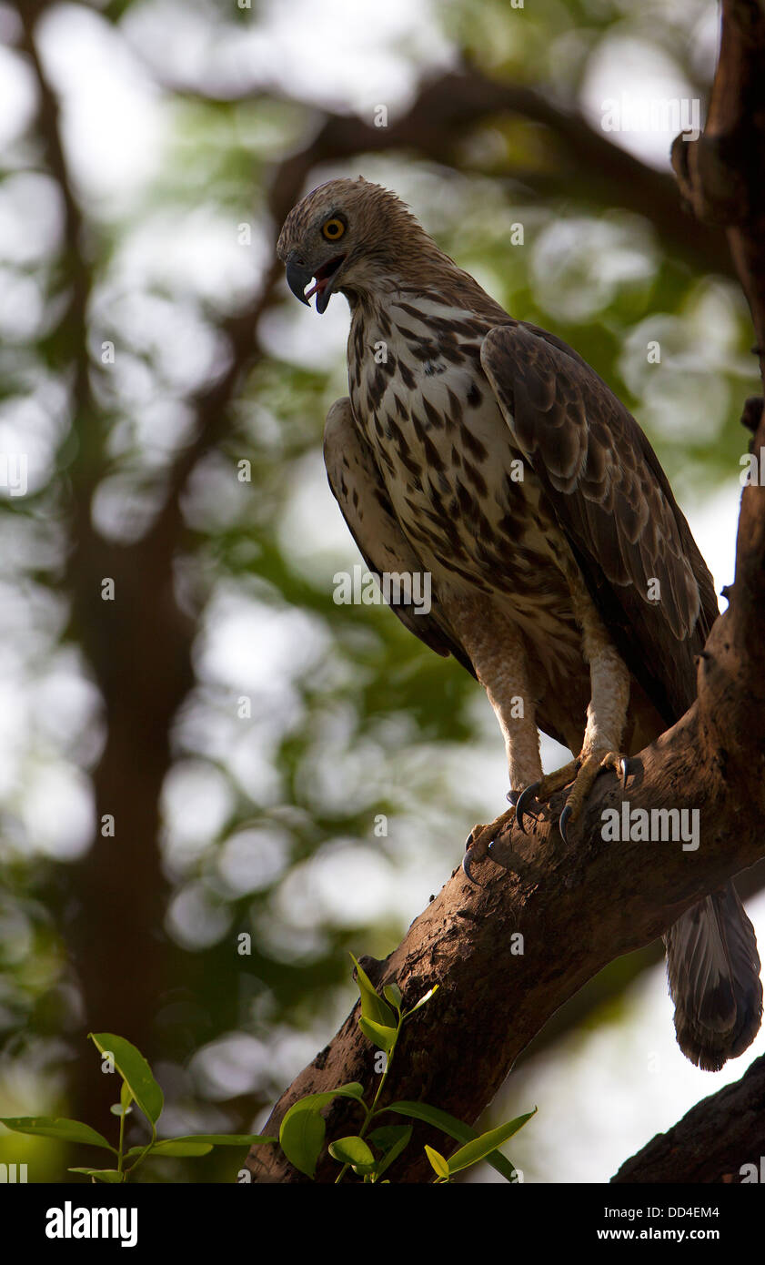 Tiger Kite High Resolution Stock Photography and Images - Alamy