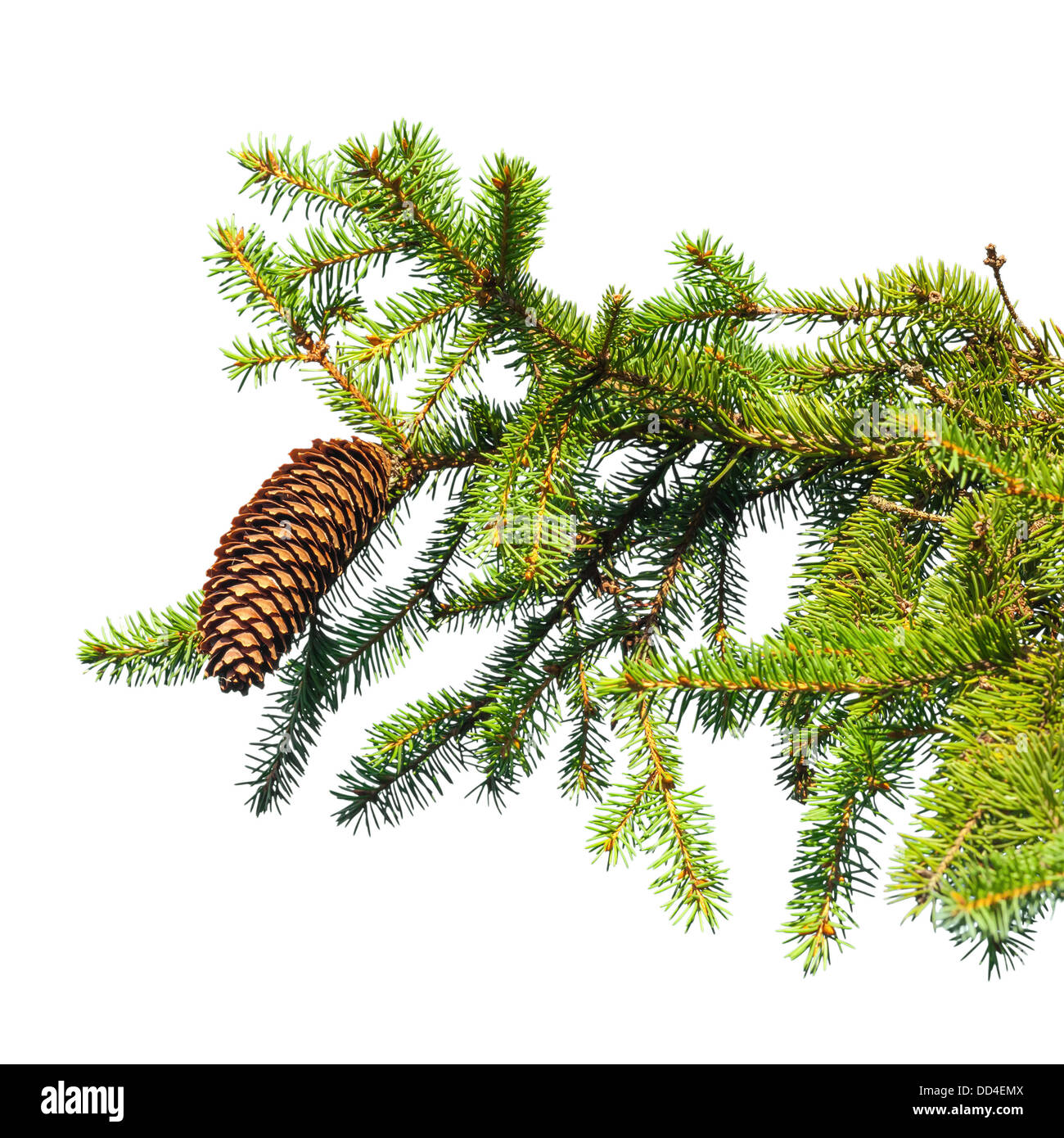 Macro photo of fir tree branch with cone isolated on white Stock Photo ...