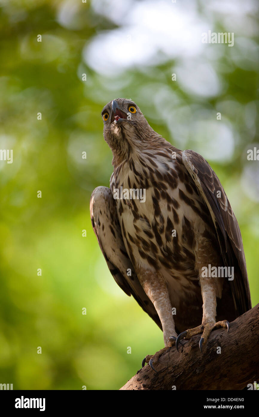 Tiger kite hi-res stock photography and images - Alamy