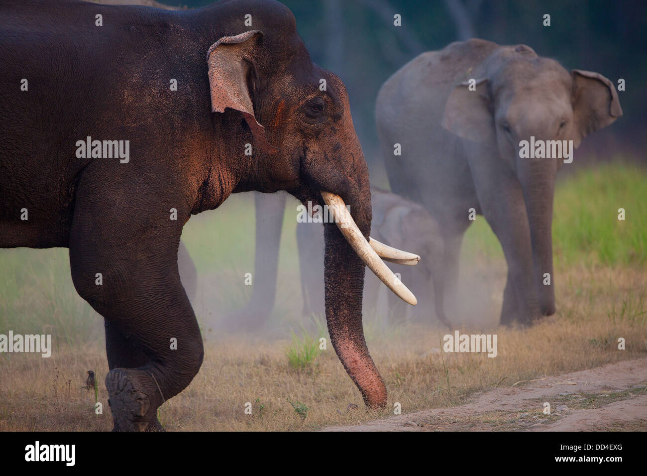 Elephant teeth art hi-res stock photography and images - Alamy