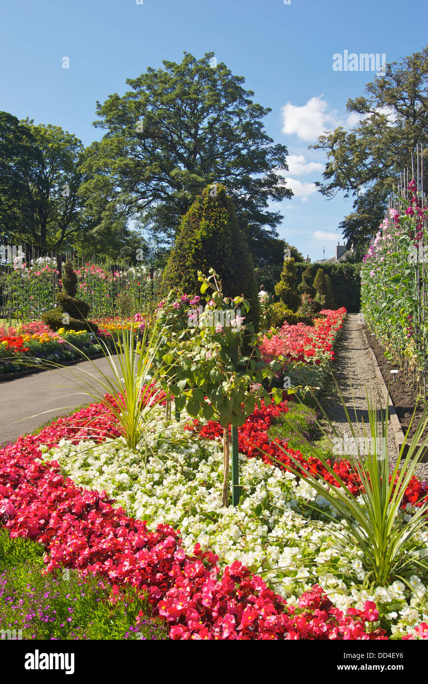 Begonia border hi-res stock photography and images - Alamy