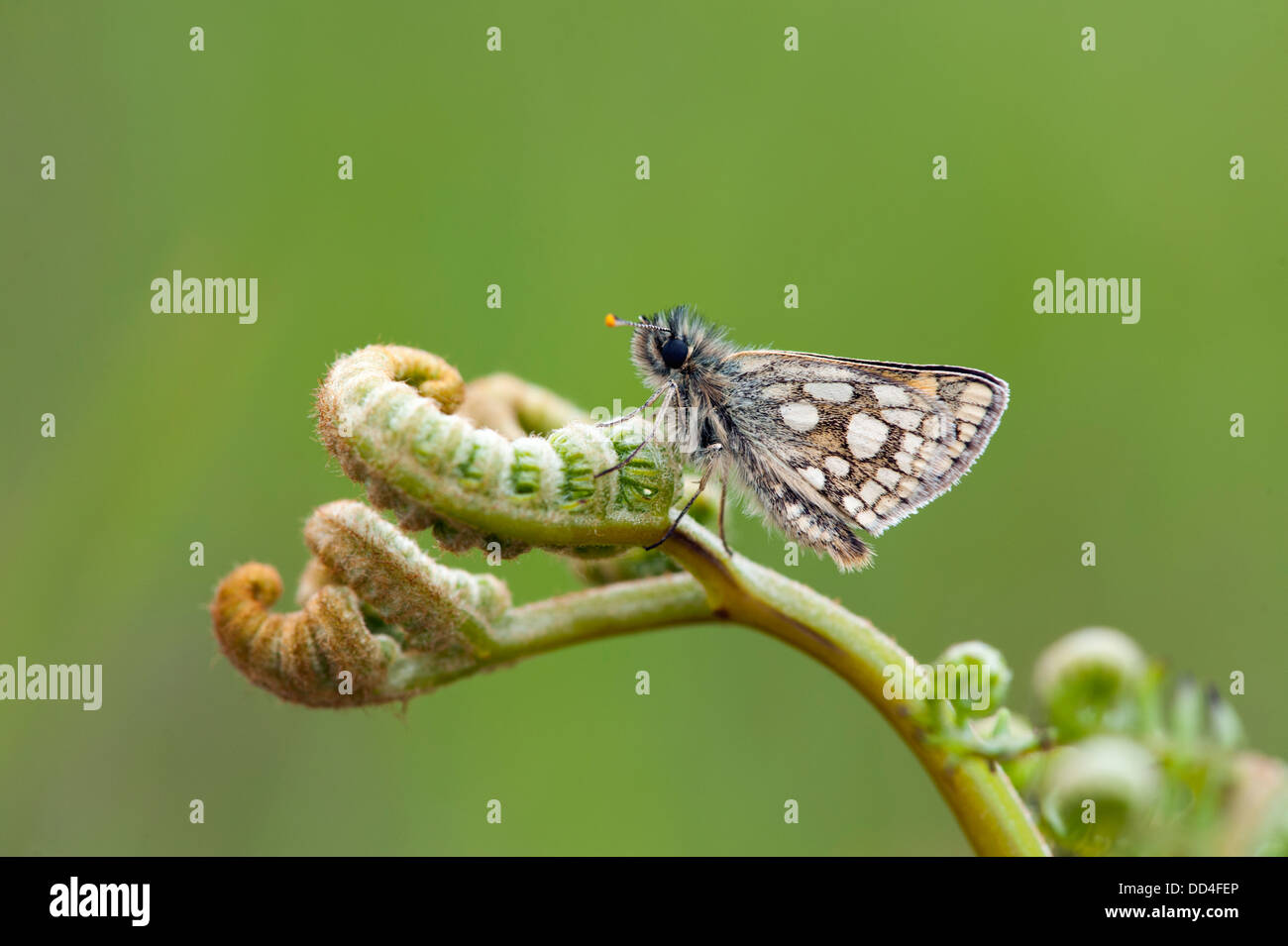 Chequered skipper butterfly (Carterocephalus palaemon Stock Photo - Alamy