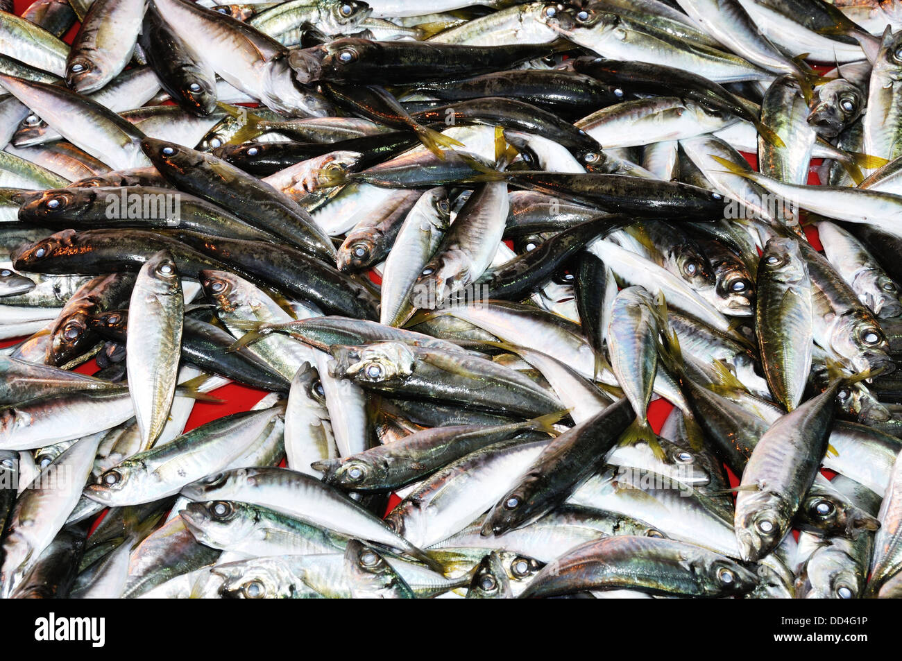 Fresh sea fish Stock Photo - Alamy