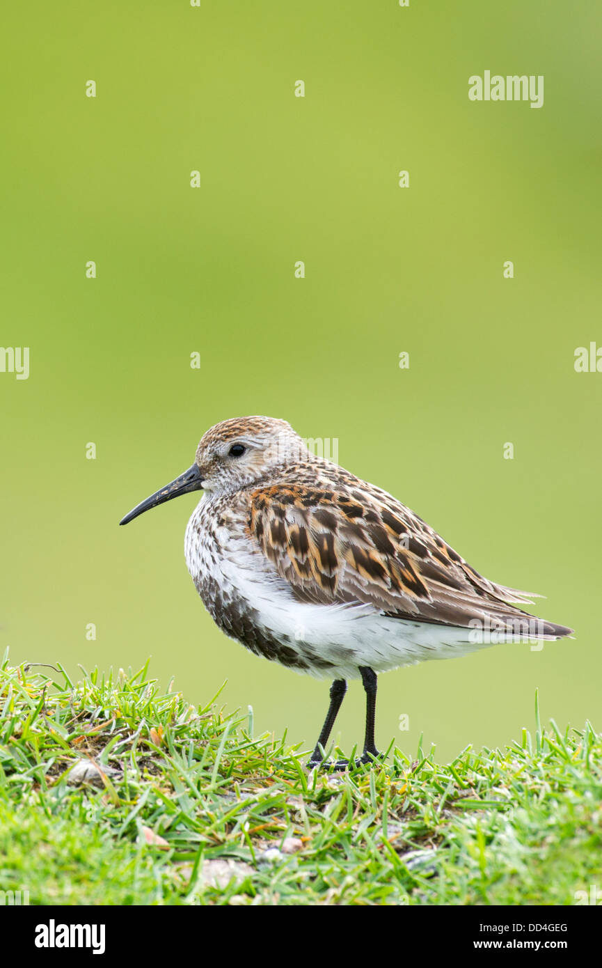 Dunlin bird uk hi-res stock photography and images - Alamy